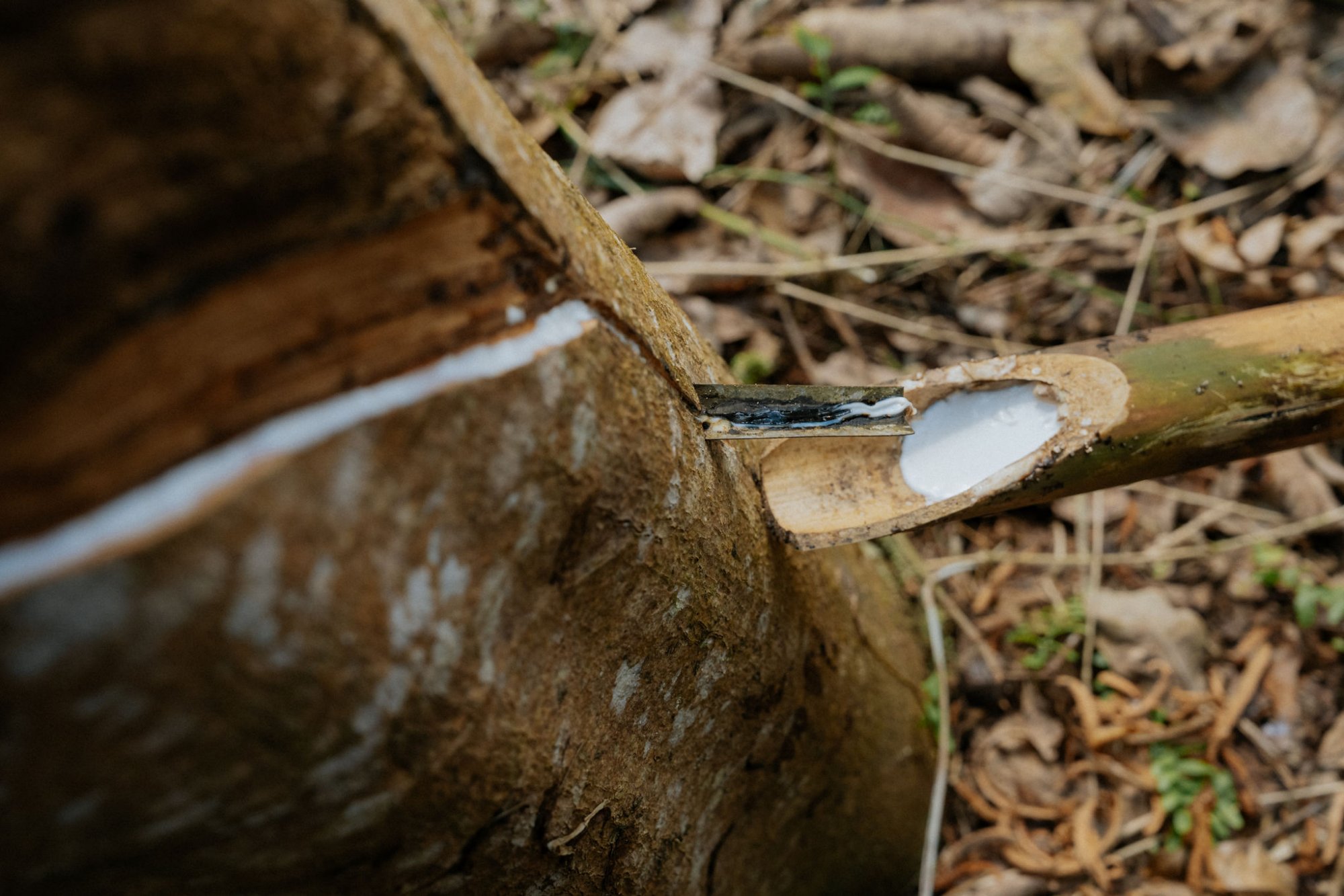 Nachhaltige Reifen | Continental Reifen